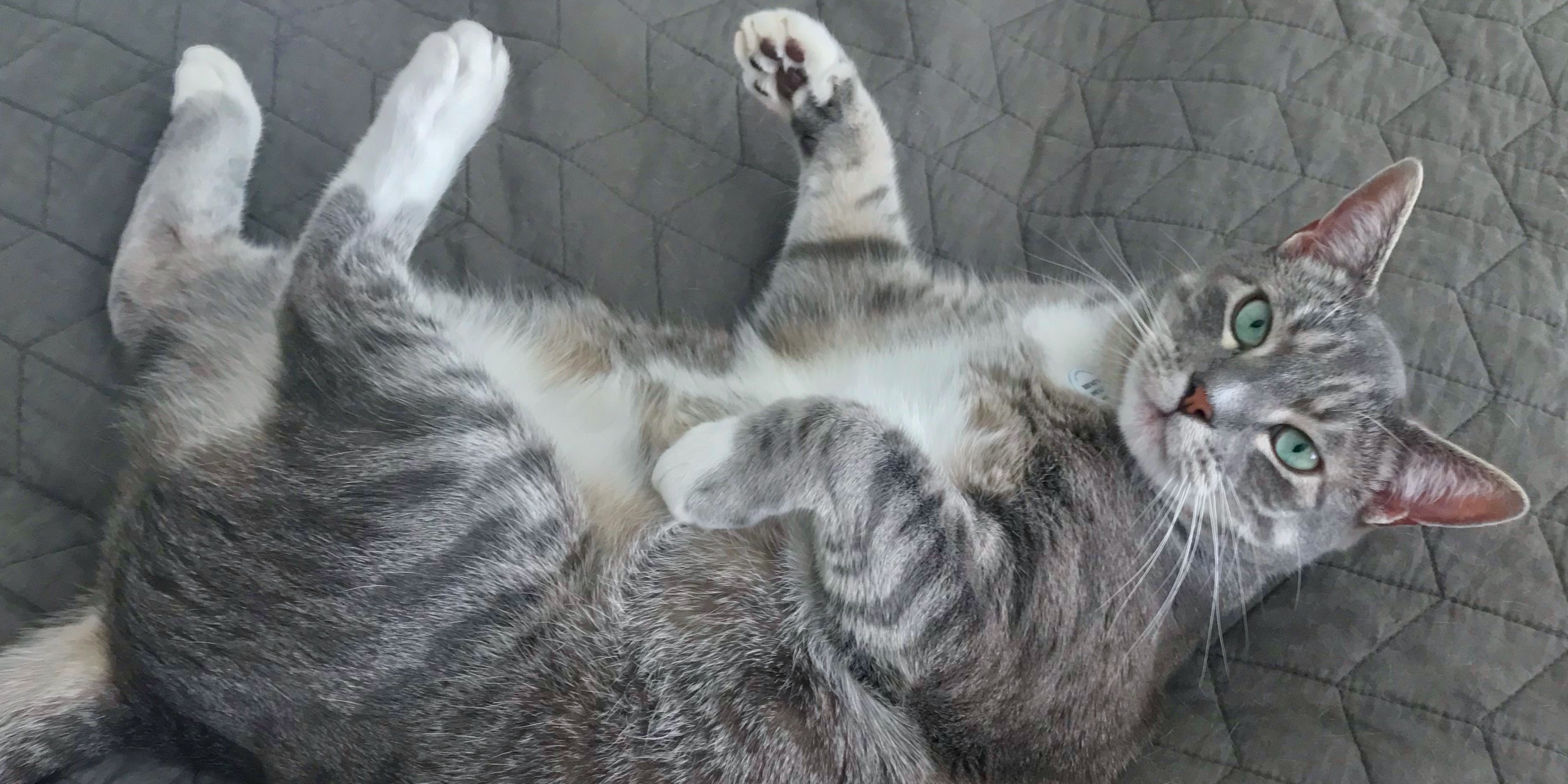 Giles, the best cat ever