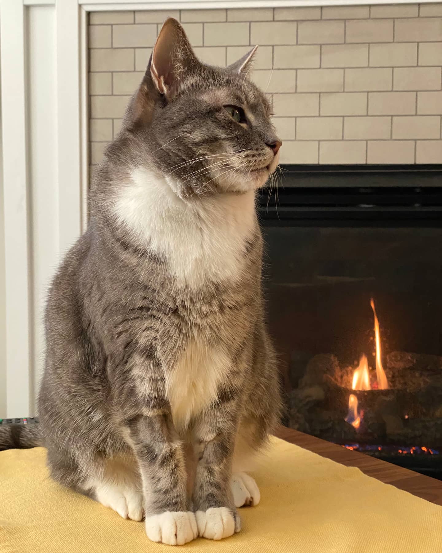 Giles, the best cat ever