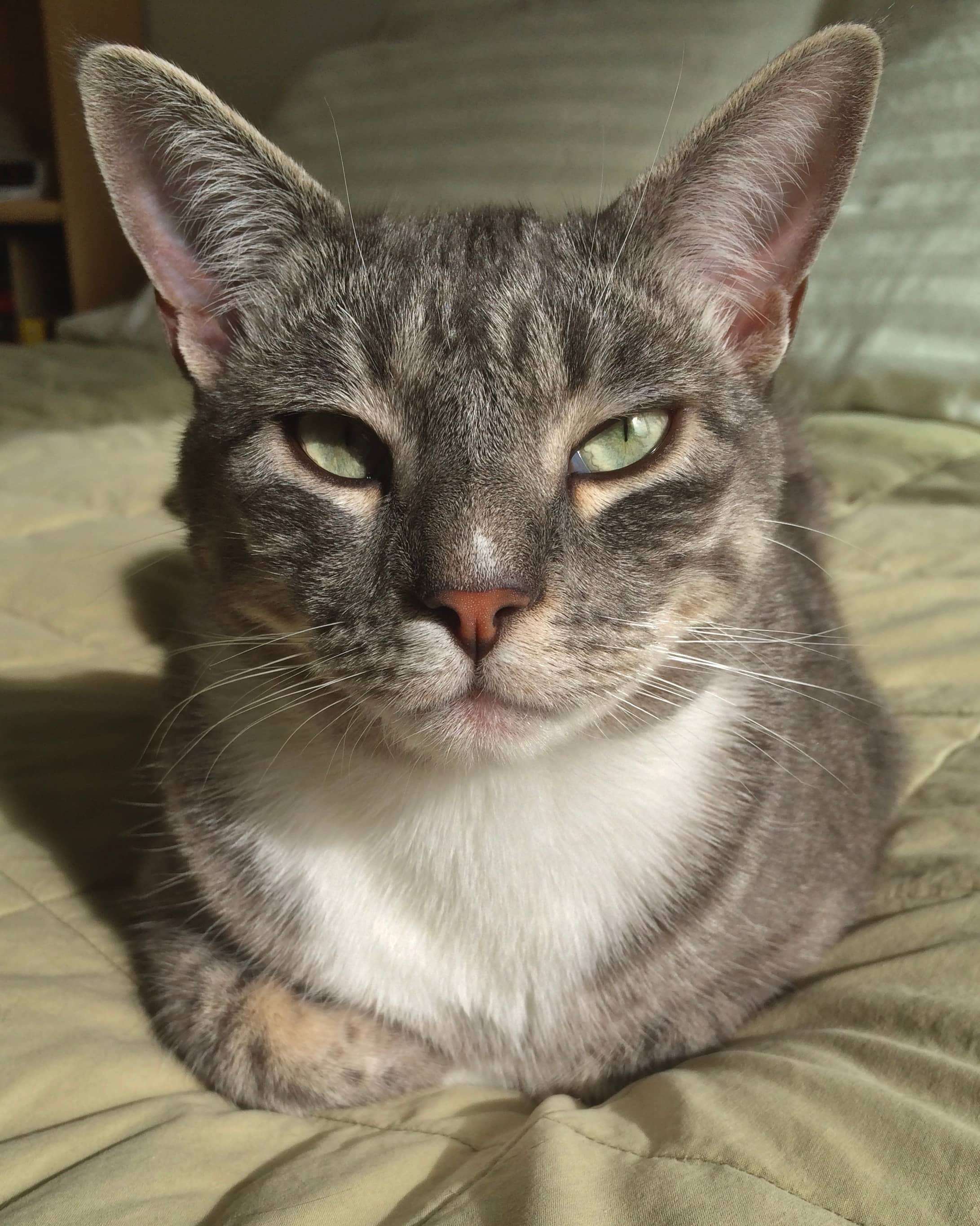 Giles, the best cat ever